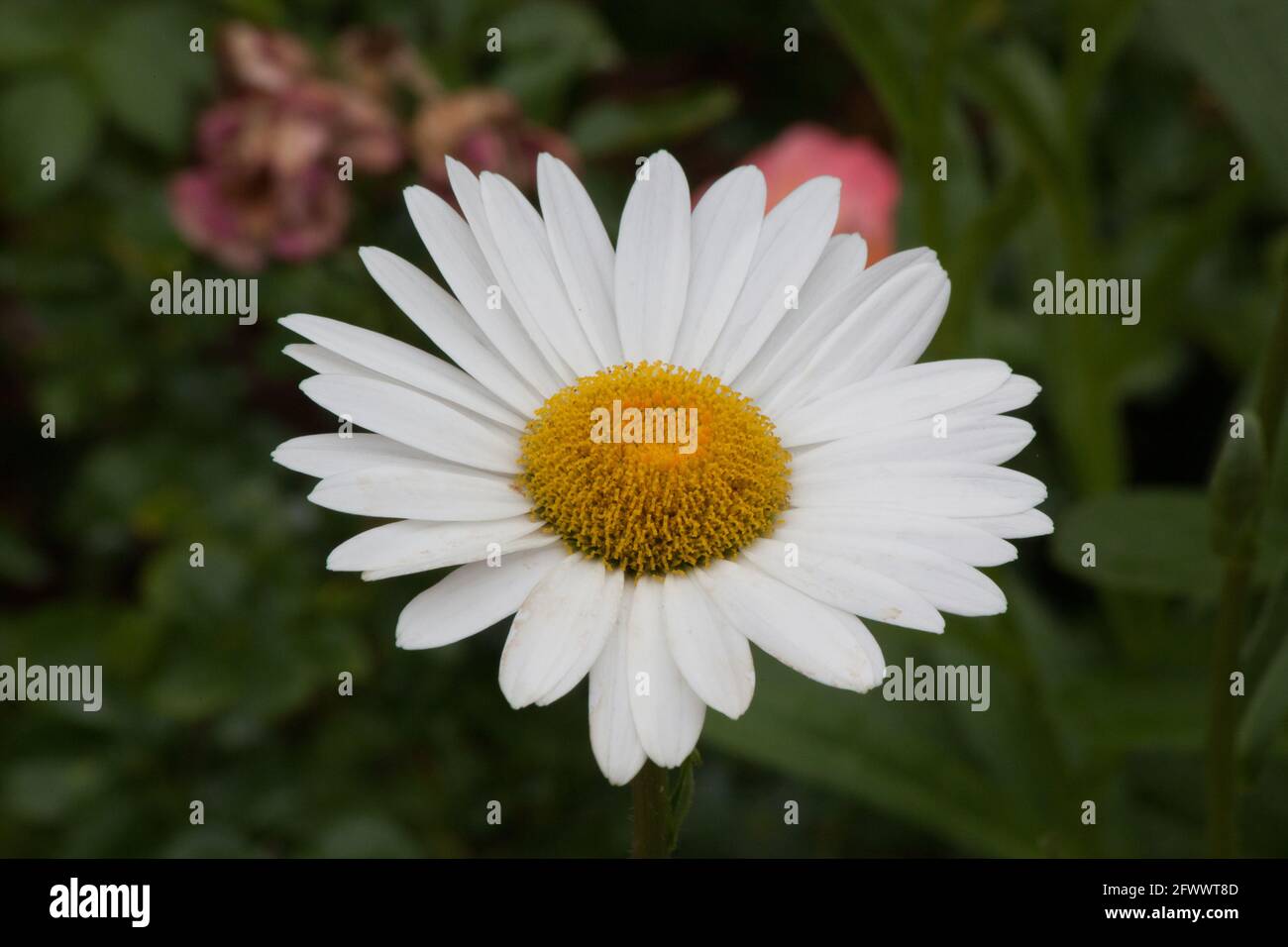 Daisy growing in a field Stock Photo - Alamy