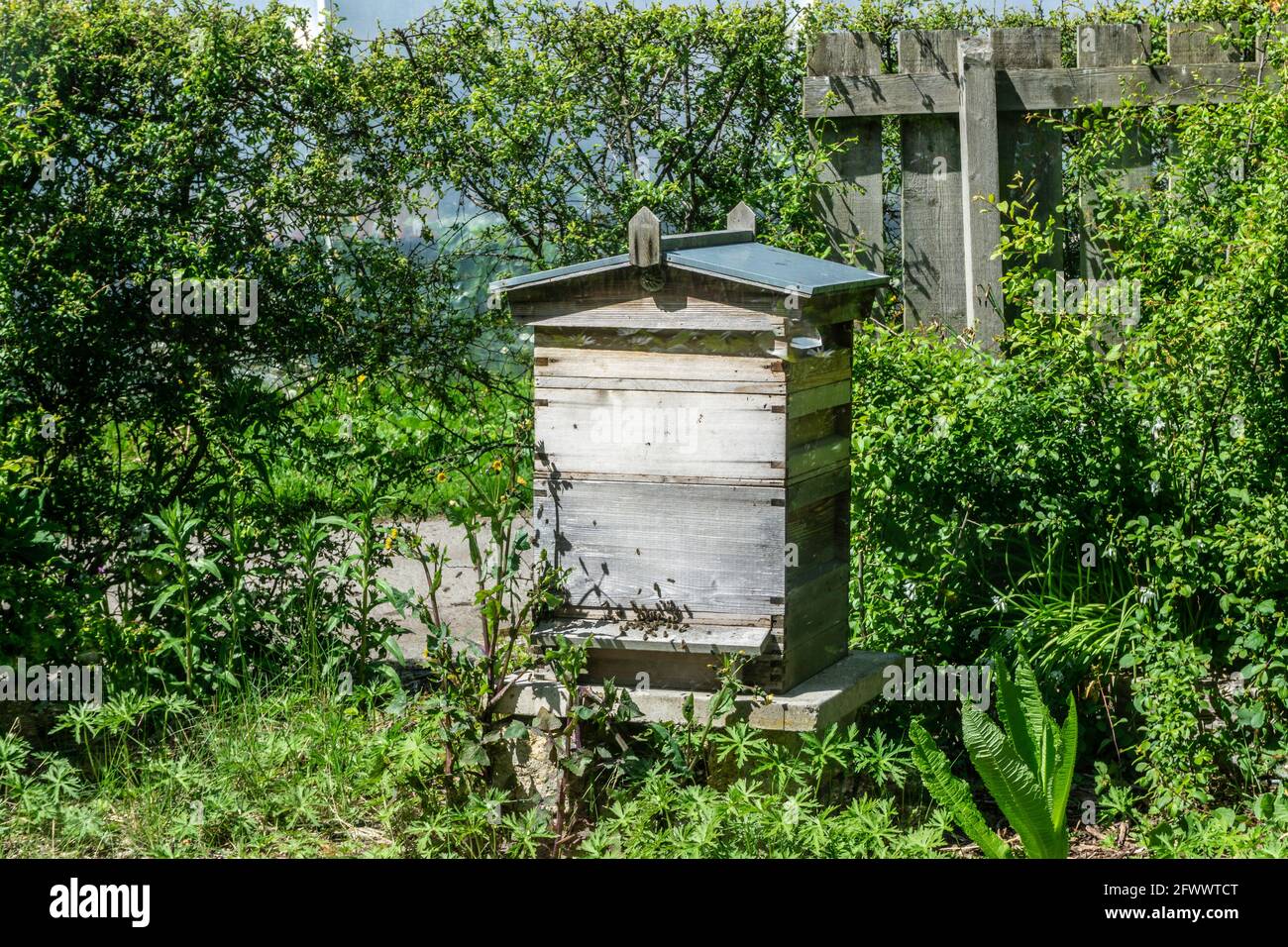 Bees gathering around a wooden beehive Stock Photo - Alamy