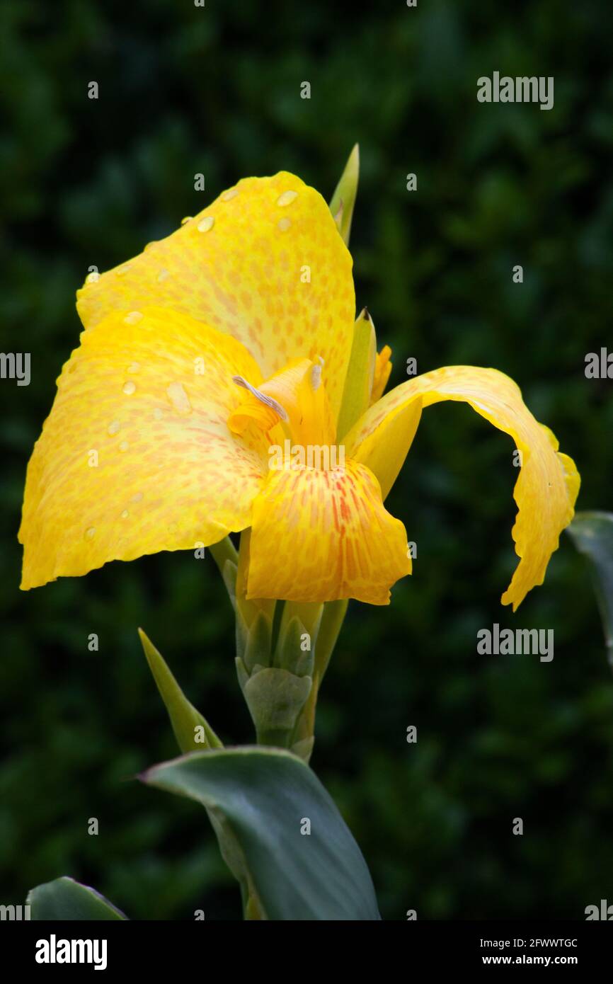 Yellow Canna Lily Stock Photo - Alamy