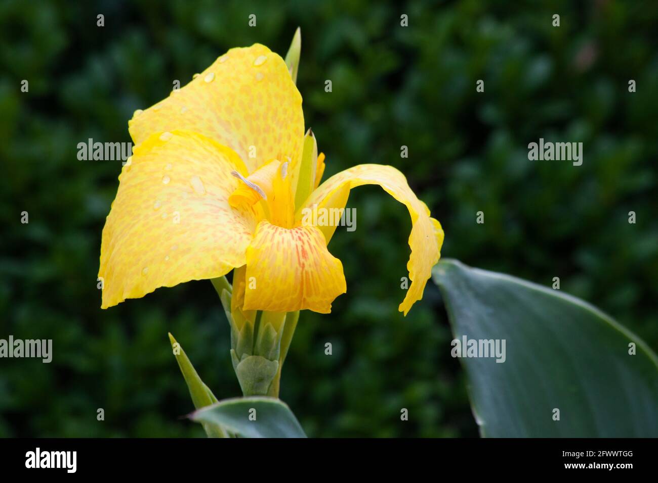 Yellow Canna Lily Stock Photo - Alamy