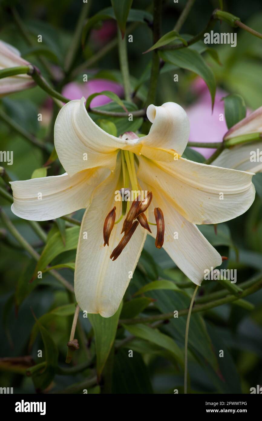 Lily in the sunshine Stock Photo - Alamy