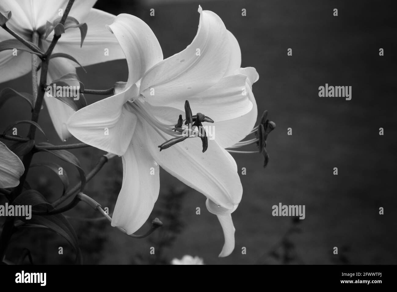 Open lily Black and White Stock Photos & Images - Alamy