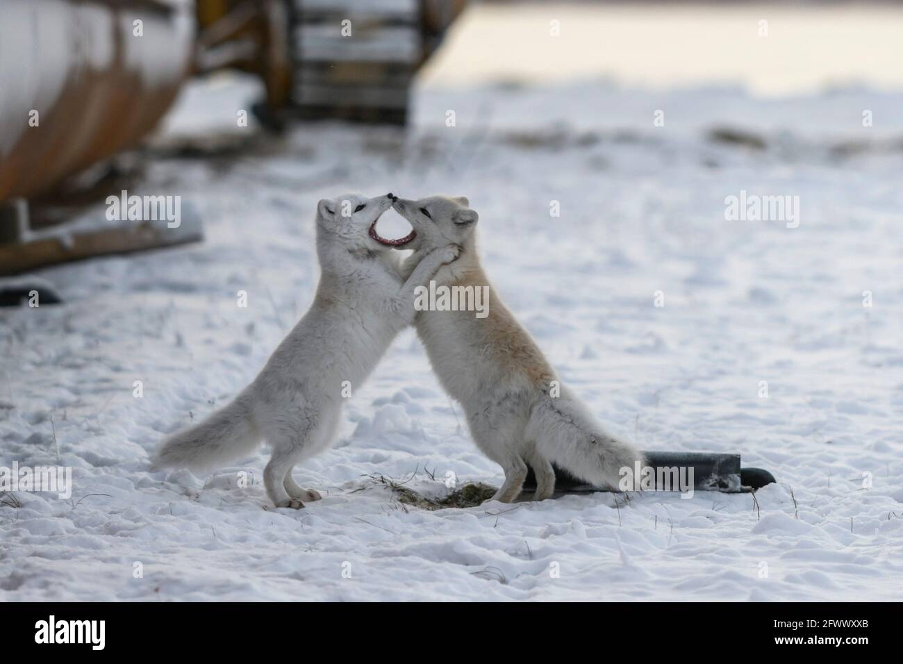 Two young arctic foxes playing in wilde tundra with industrial ...