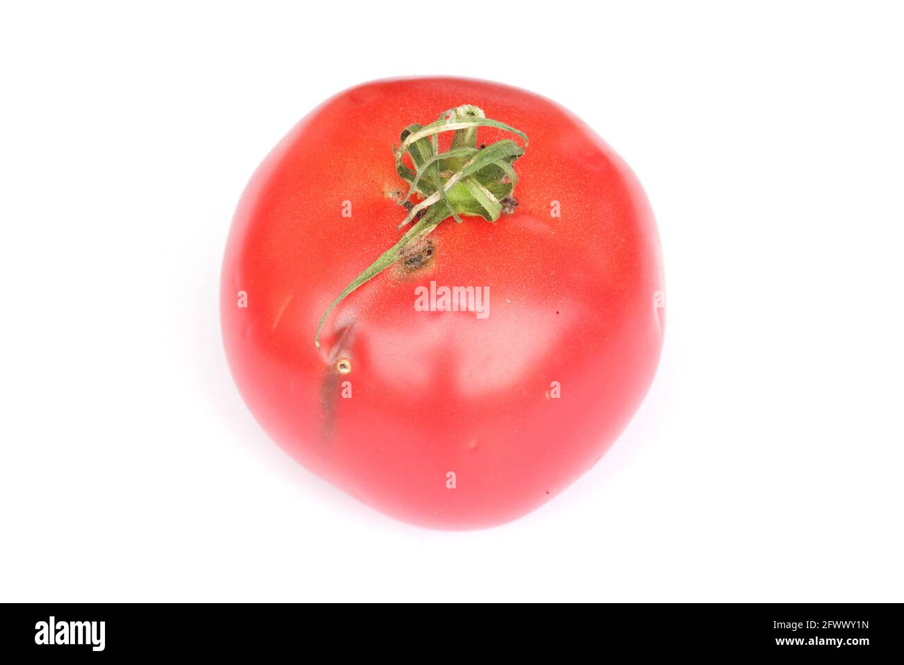 Tomatoes damaged by caterpillars of tomato leafminer also called tomato ...