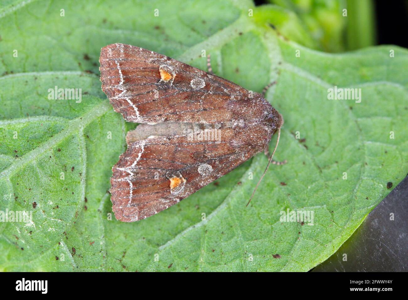 Moth of the bright-line brown-eye (Lacanobia oleracea). It is a pest of ...