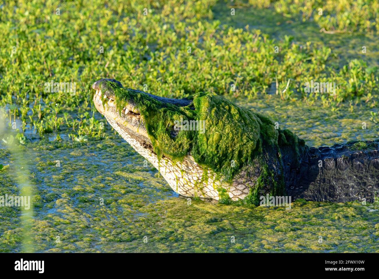 Alligator with vegetation hi-res stock photography and images - Alamy