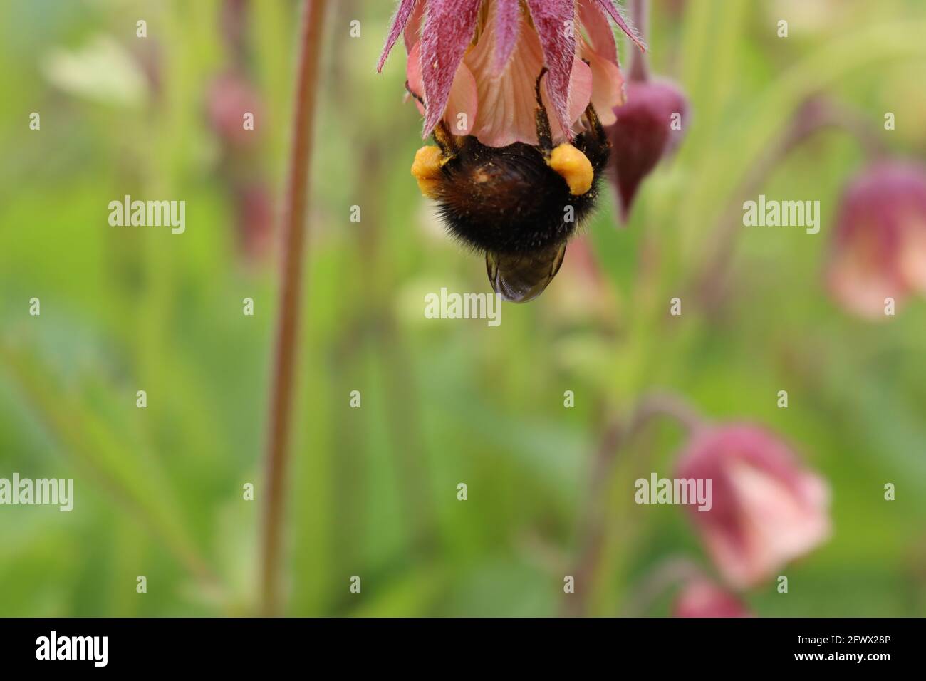 A bee showing its bottom and legs full of nectar Stock Photo - Alamy