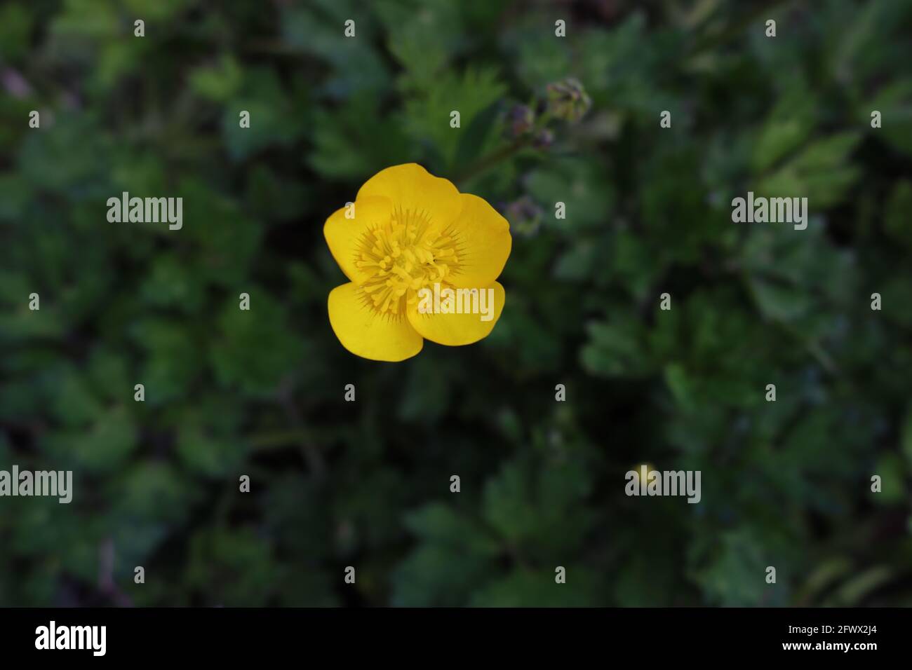 The yellow head of a buttercup Stock Photo - Alamy