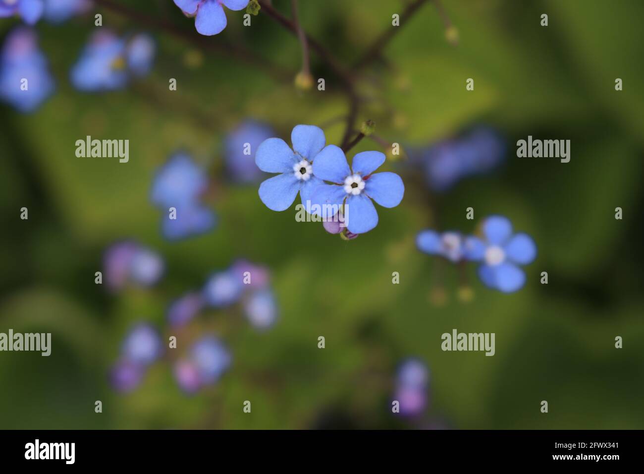 A close up of forget me nots bokeh effect Stock Photo - Alamy