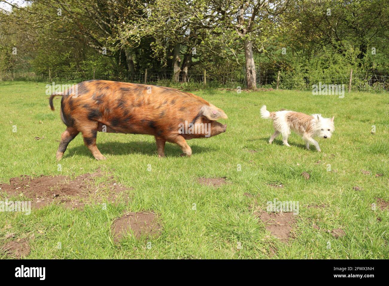 A sandy coloured pig chasing a jack russel dog Stock Photo - Alamy