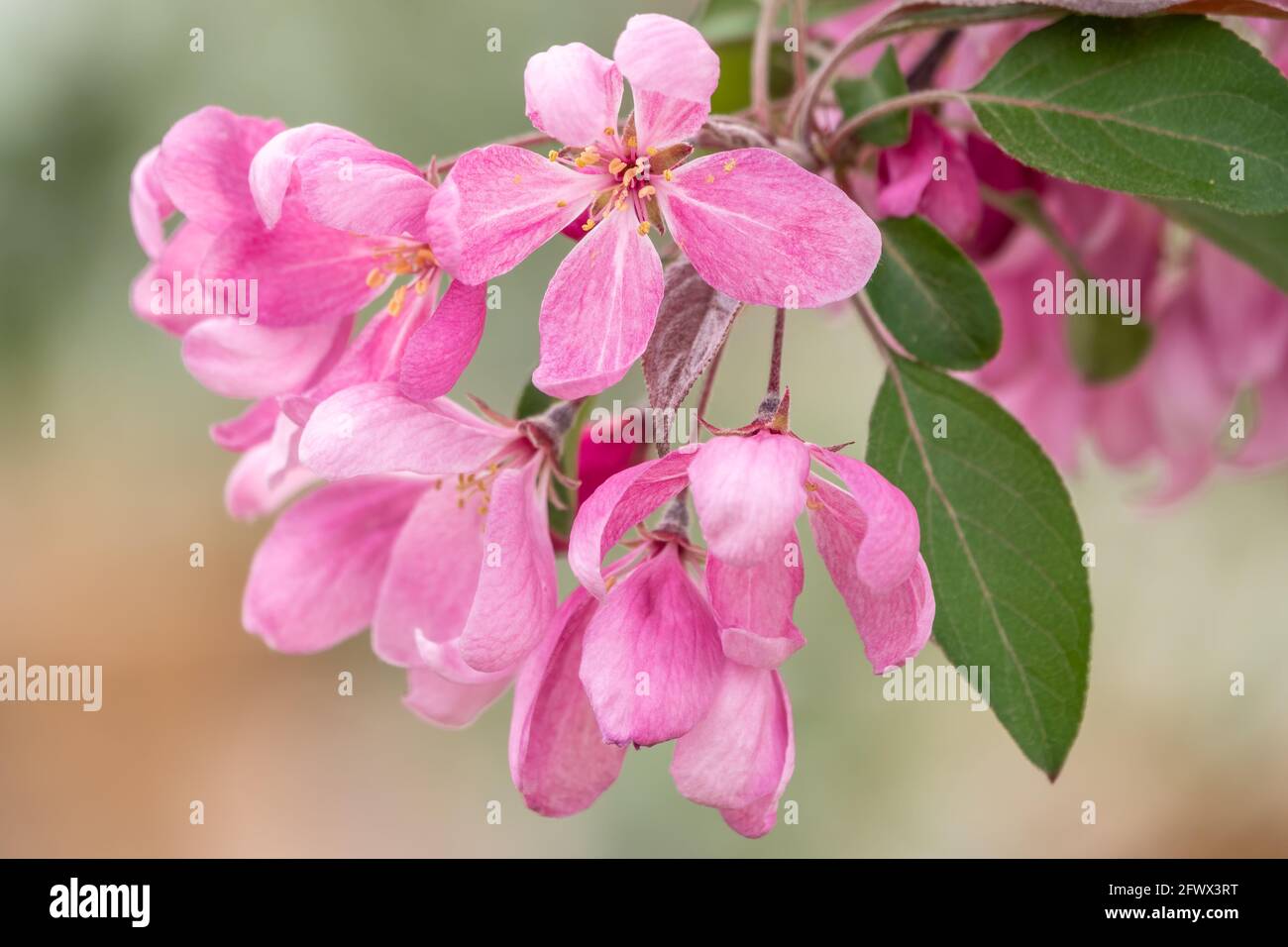 Fresh pink flowers of a blossoming apple tree with blured background ...