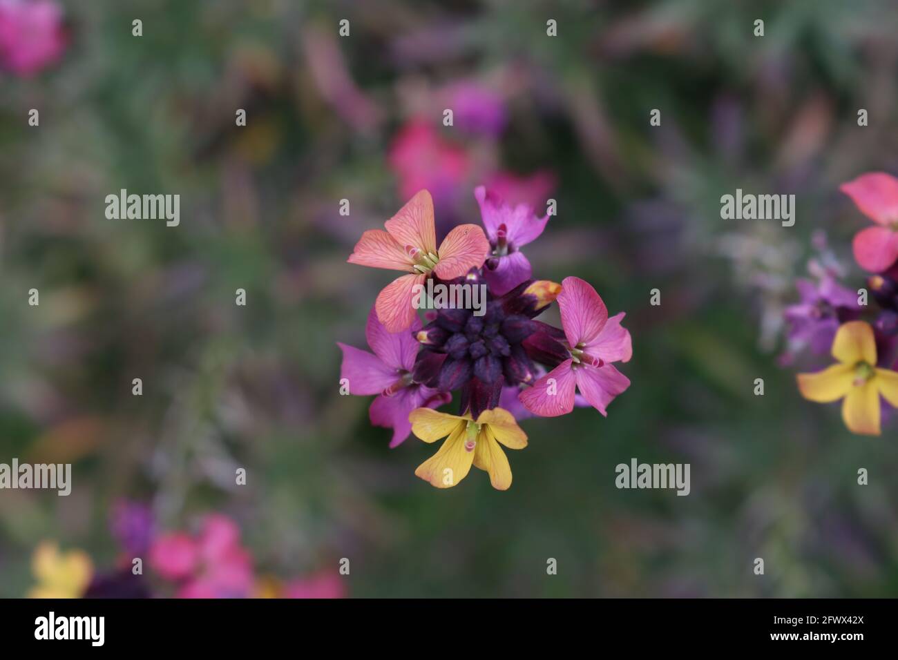 Purple perennial wallflower hi-res stock photography and images - Alamy