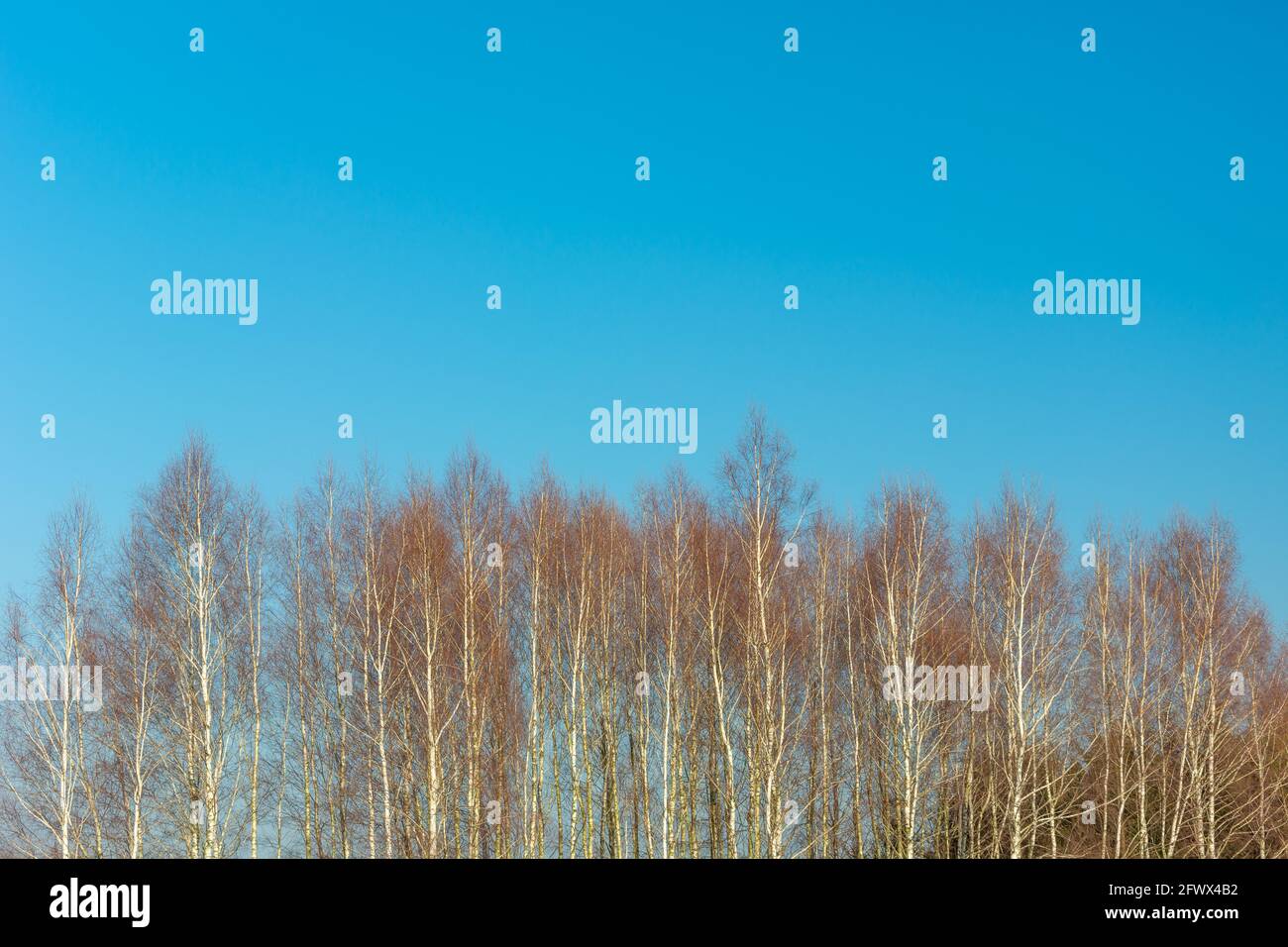 Birch tops hi-res stock photography and images - Alamy