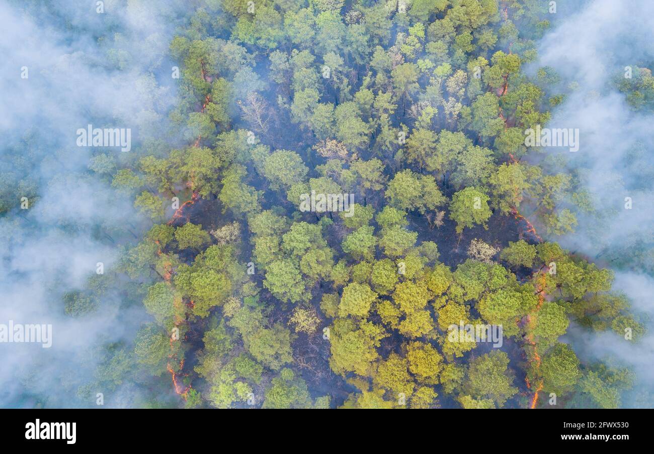 A forest fire smoke coming out of a forest full of different kinds of ...
