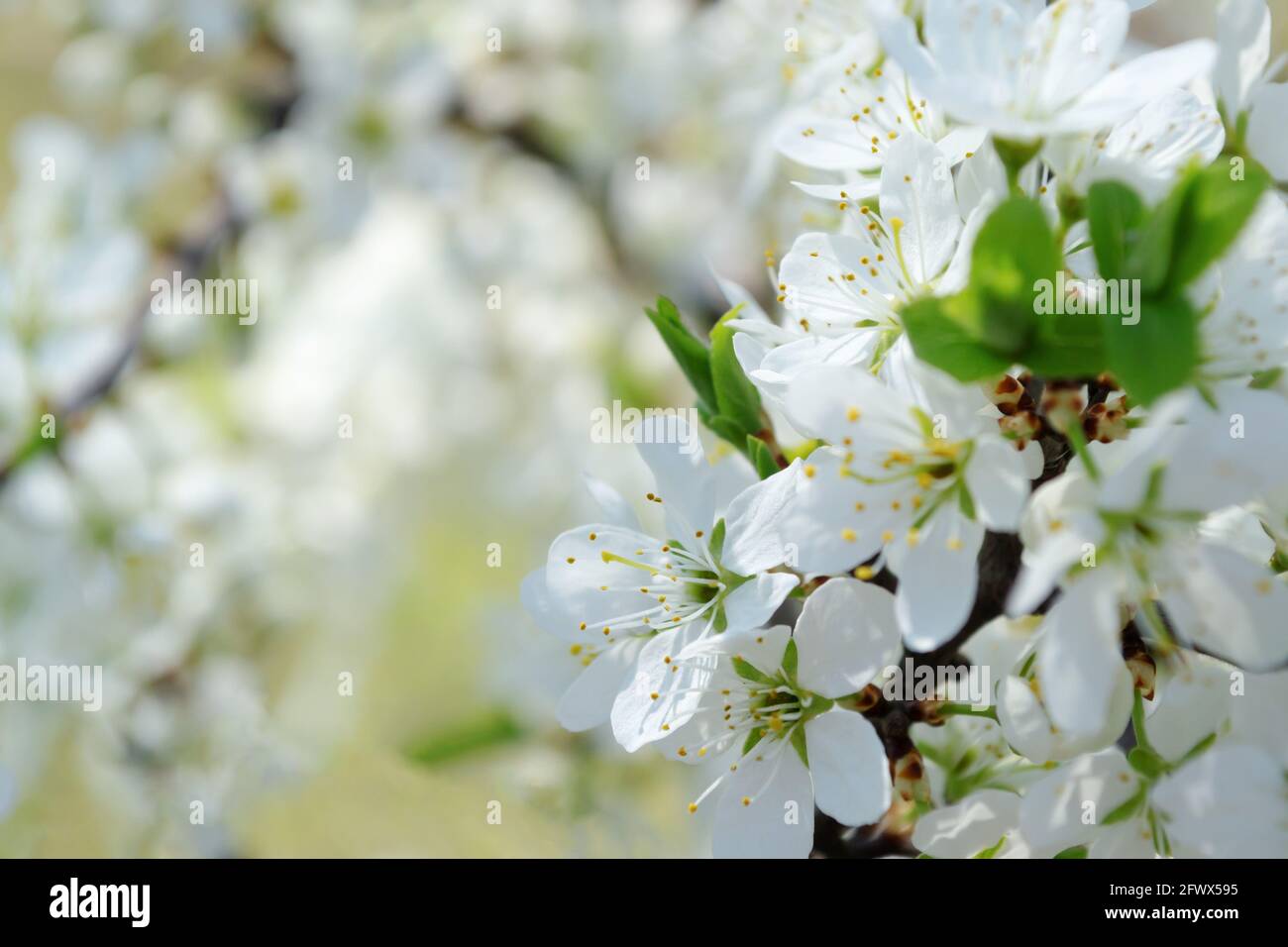 Spring flowering fruit trees close up, defocusing background Stock ...