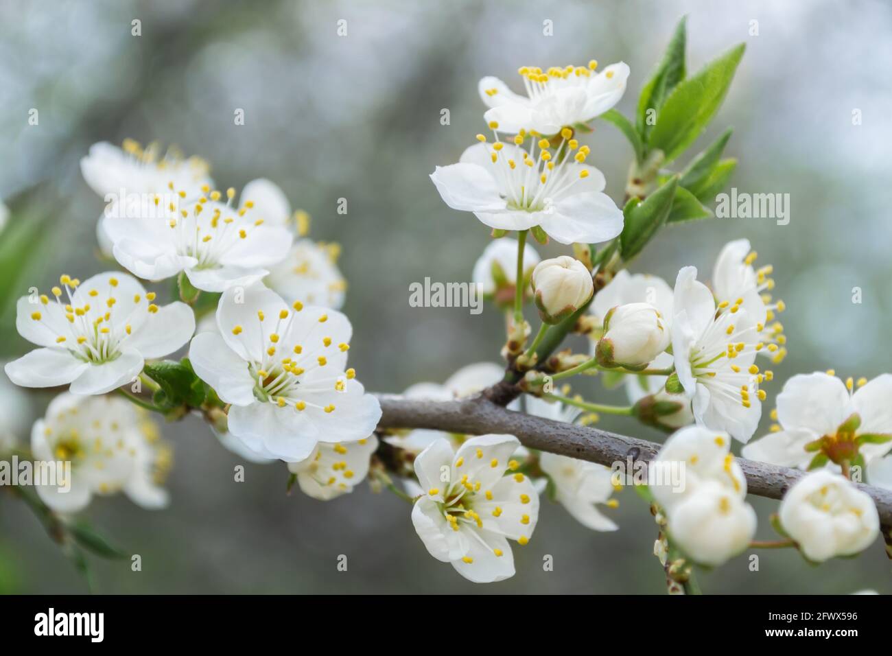 Spring flowering fruit trees close up, defocusing background Stock ...