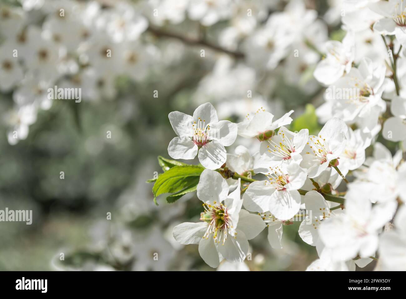 Spring flowering fruit trees close up, defocusing background Stock ...