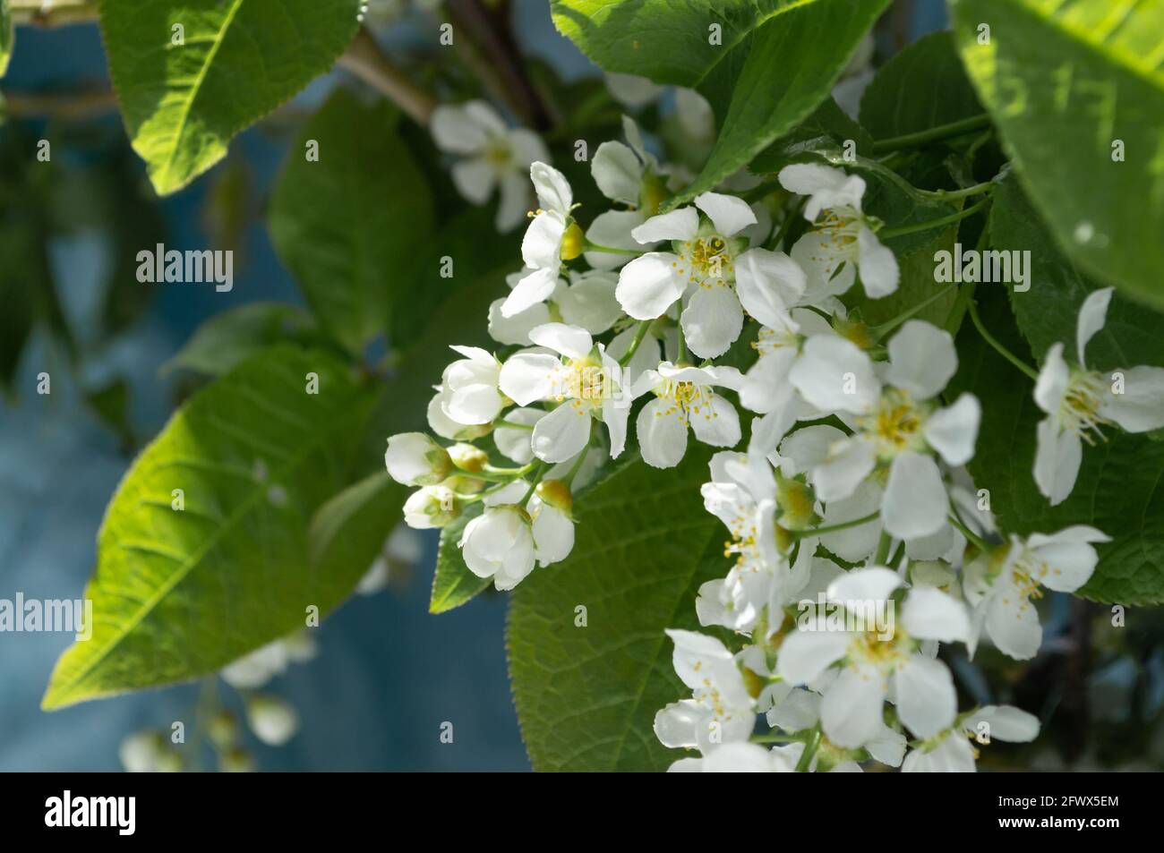 White flowers branch hi-res stock photography and images - Alamy