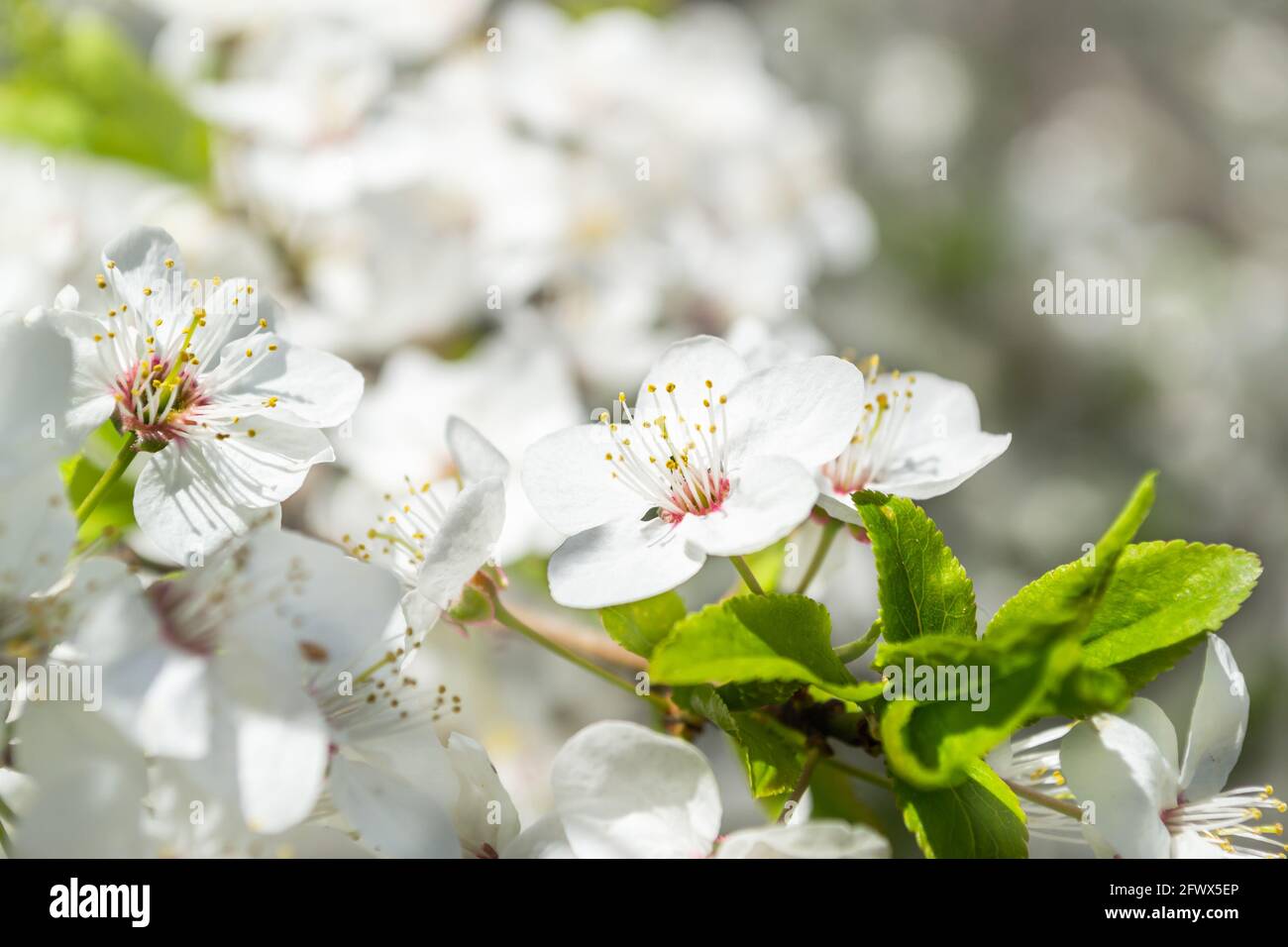 Spring flowering fruit trees close up, defocusing background Stock ...