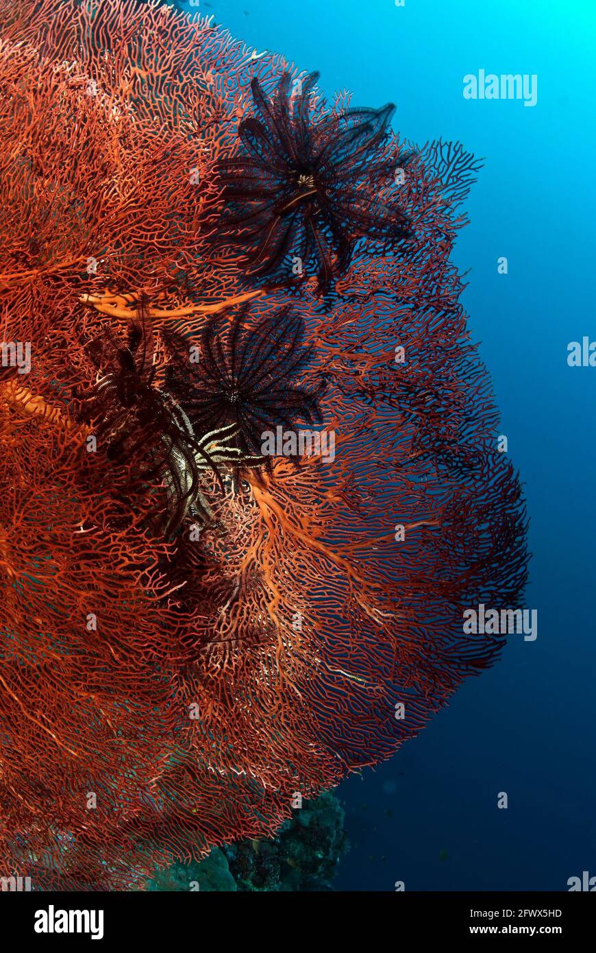 Black crinoids on giant red sea fan, Solomon Islands Stock Photo - Alamy