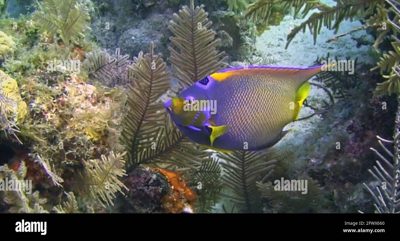 THE DARK HOBBY, 2021. © Paradise Filmworks International / Courtesy ...