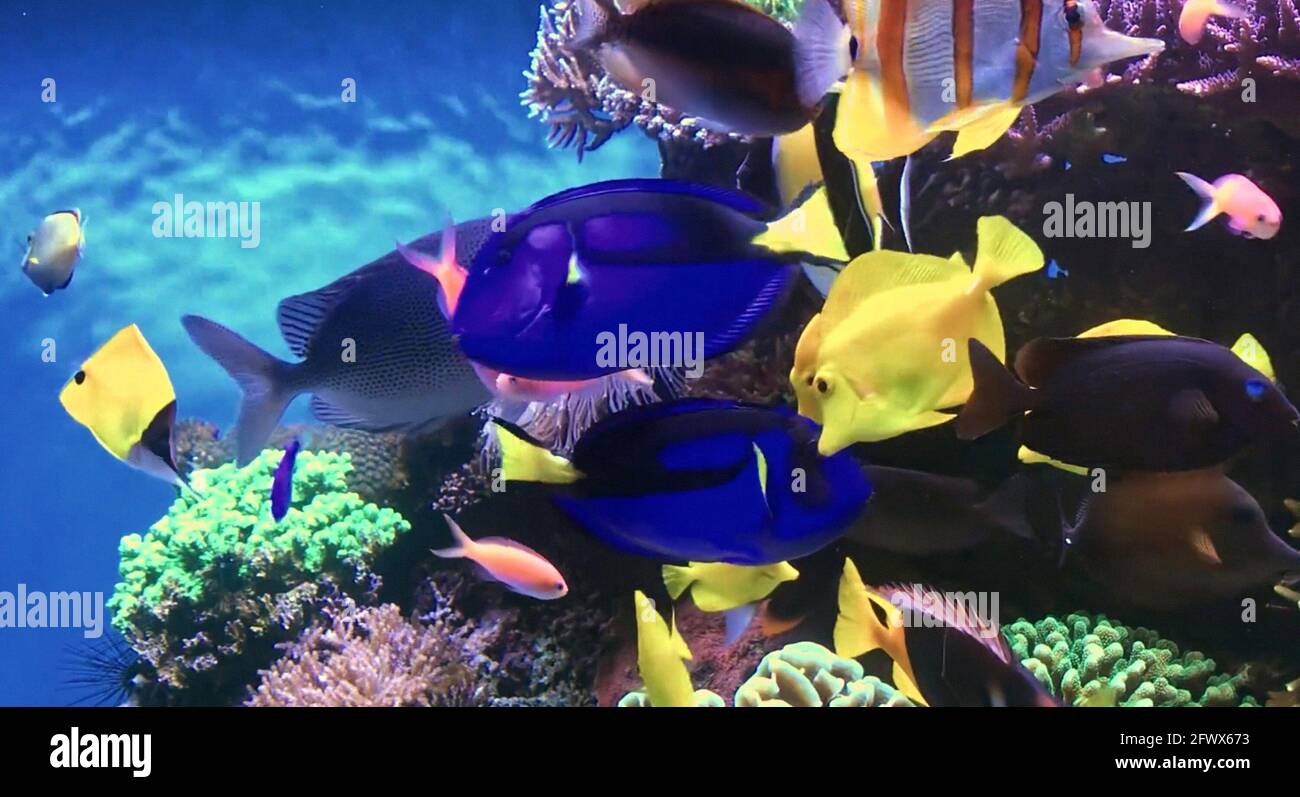 THE DARK HOBBY, 2021. © Paradise Filmworks International / Courtesy ...