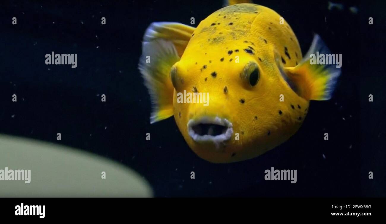 THE DARK HOBBY, 2021. © Paradise Filmworks International / Courtesy ...