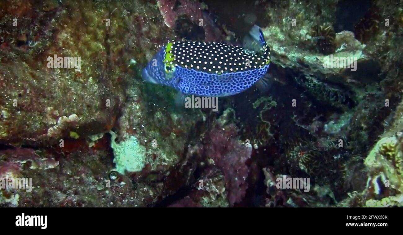 THE DARK HOBBY, 2021. © Paradise Filmworks International / Courtesy ...