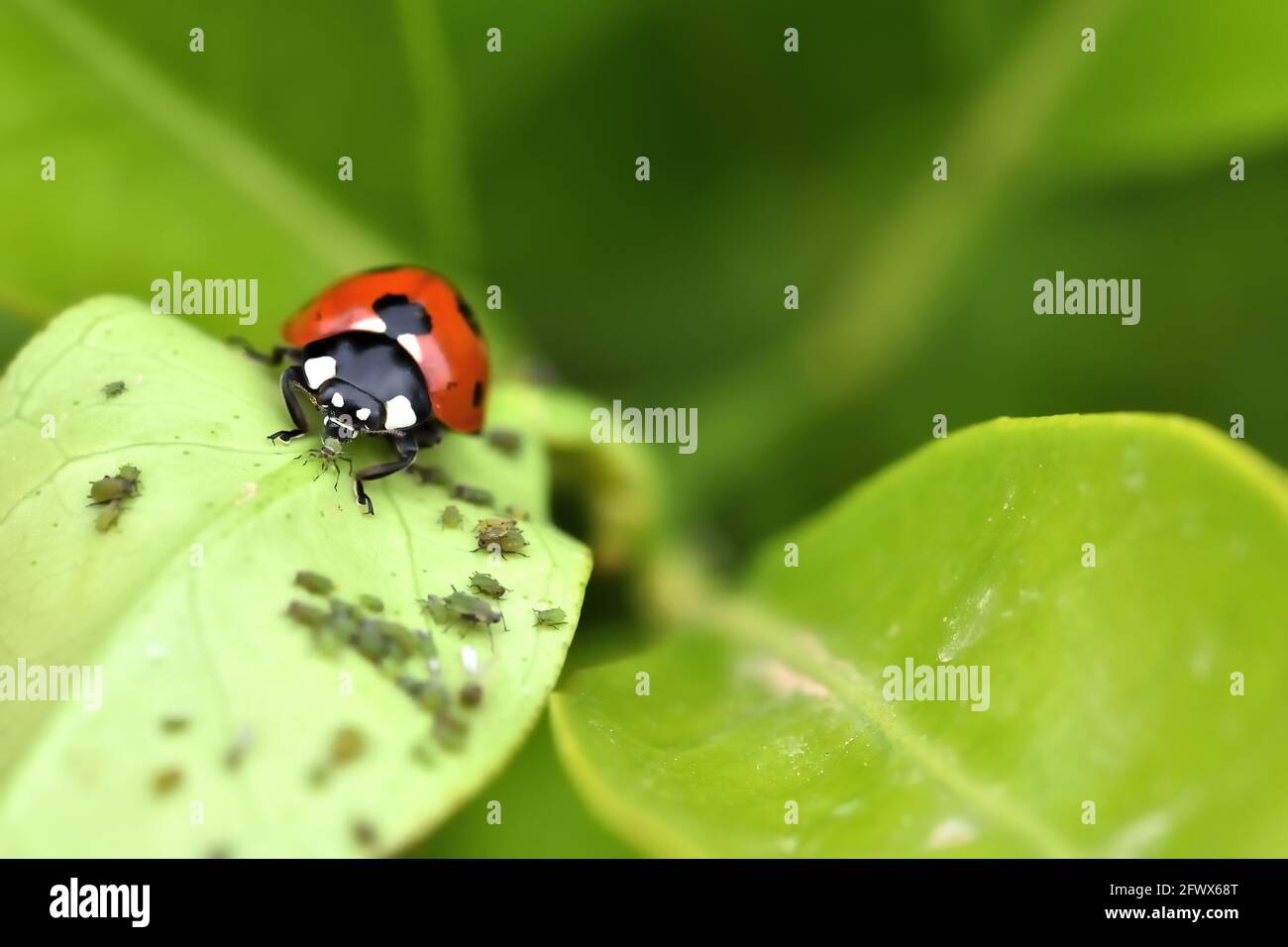 Ladybug Eating Aphid