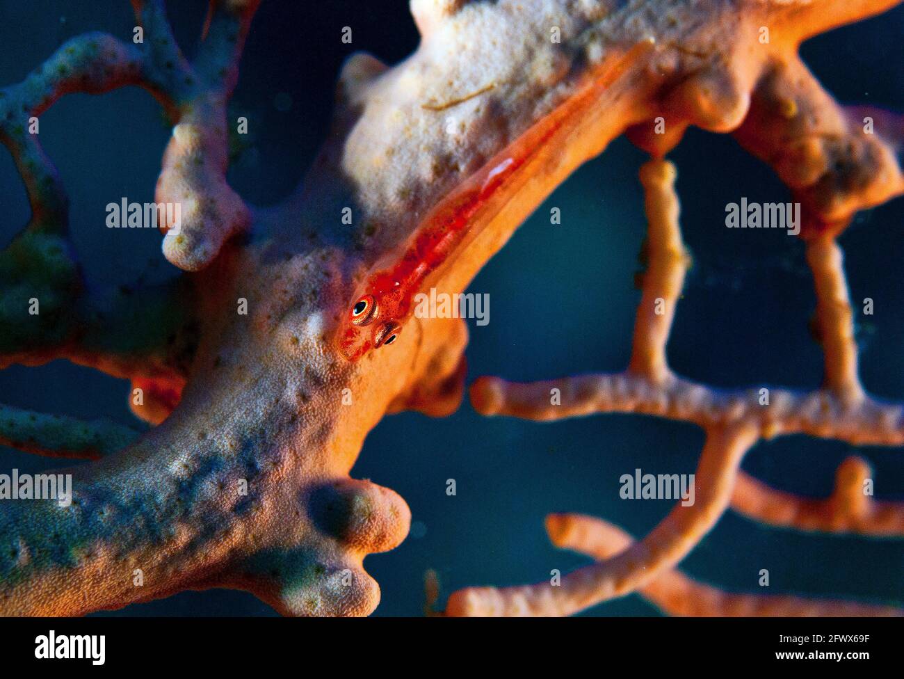 Tiny Loki whip goby (Bryaninops Loki) on sea fan, Solomon Islands Stock ...
