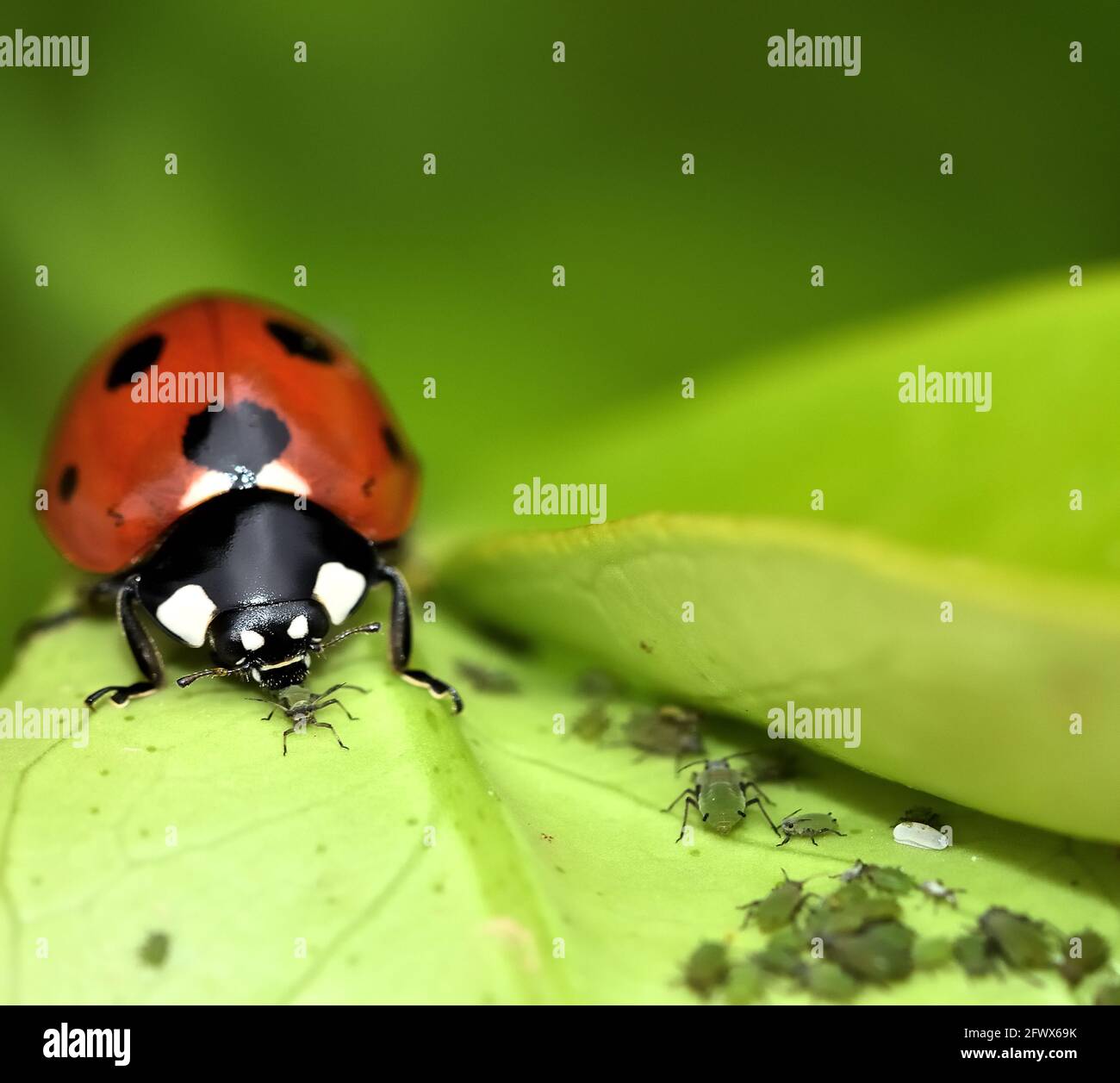 Natural pest control: Detail of a ladybug eating an aphid on a tree ...