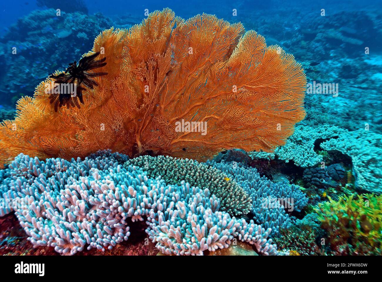 Solomon islands coral island hi-res stock photography and images - Alamy