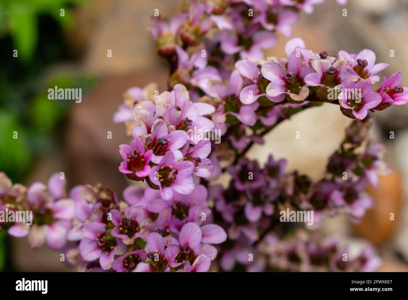 Bergenia cordifolia Heartleaf Bergenia, Siberian-tea Stock Photo - Alamy