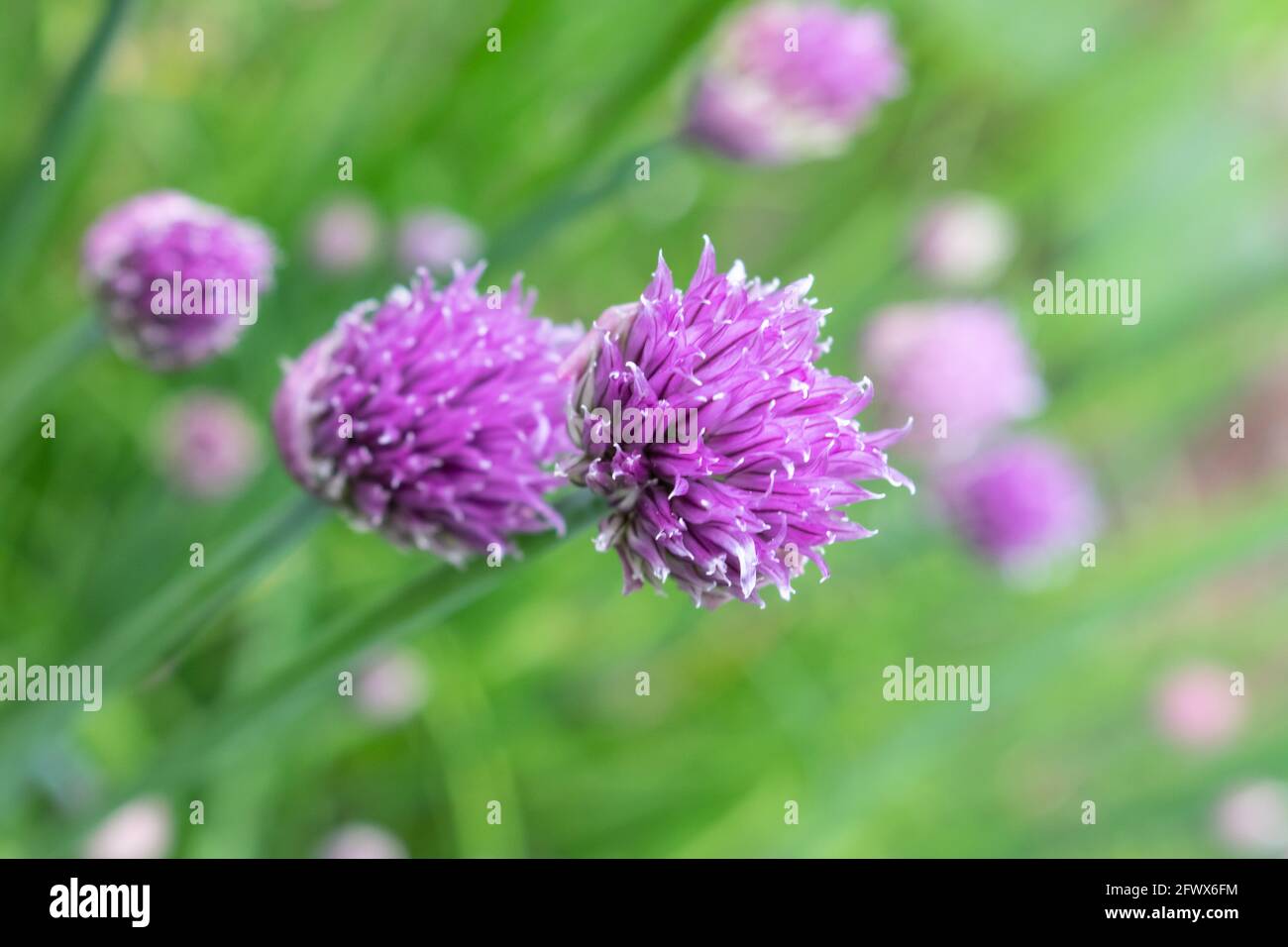 Chives, scientific name Allium schoenoprasum Stock Photo - Alamy