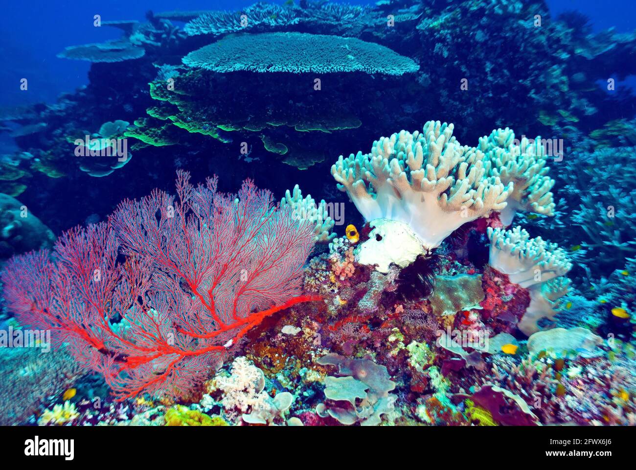 Red sea fan and other colorful corals, Solomon Islands Stock Photo - Alamy