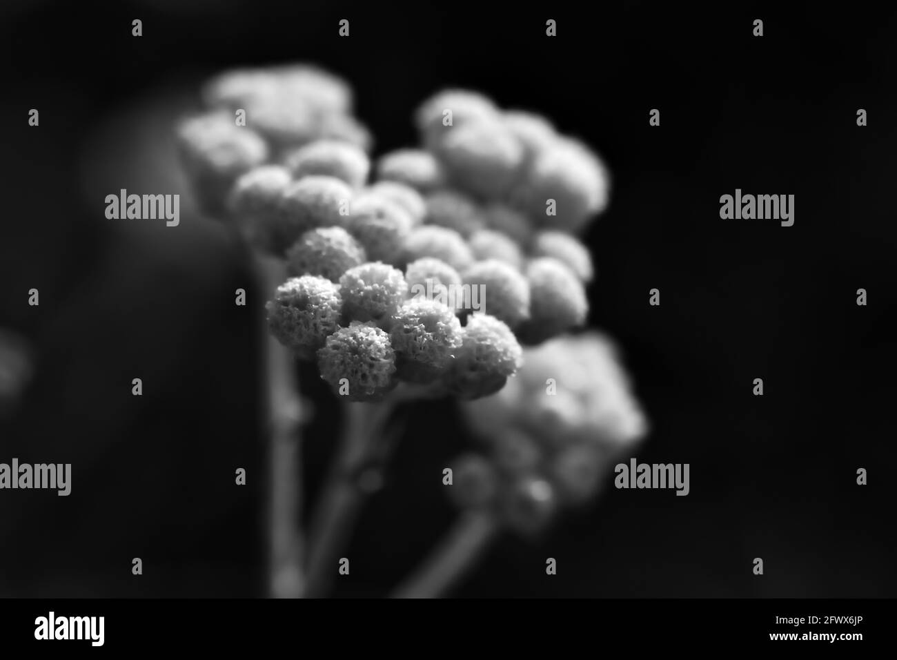 Everlasting flowers Black and White Stock Photos & Images - Alamy