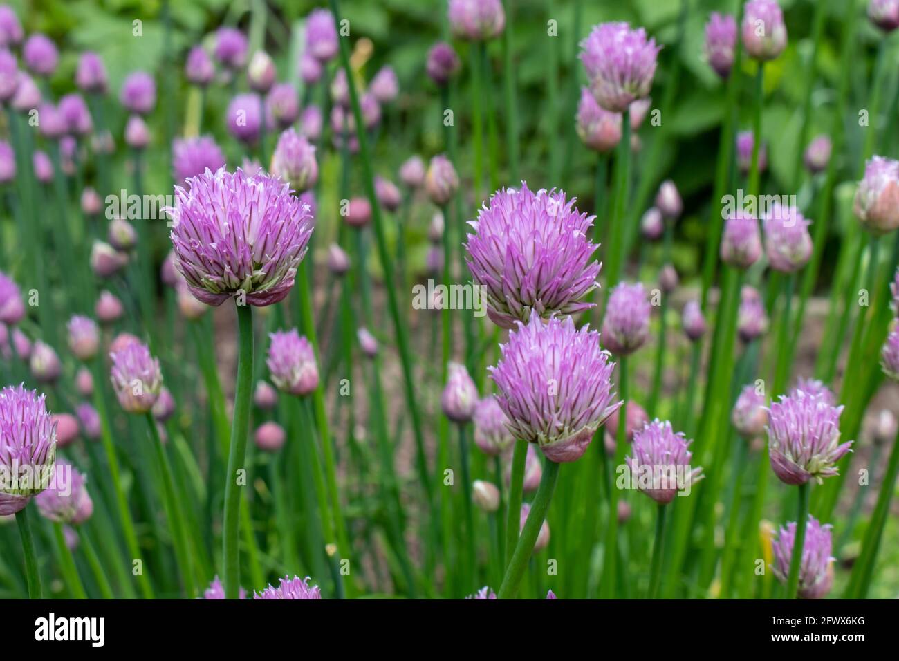 Chives, scientific name Allium schoenoprasum Stock Photo - Alamy