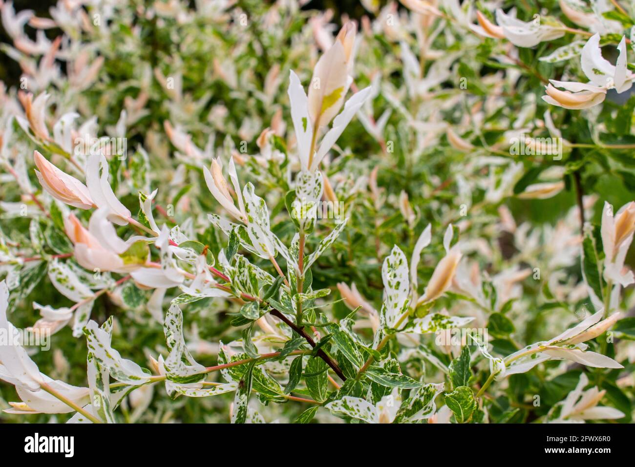 Salix integra is a species of willow native to northeastern China ...