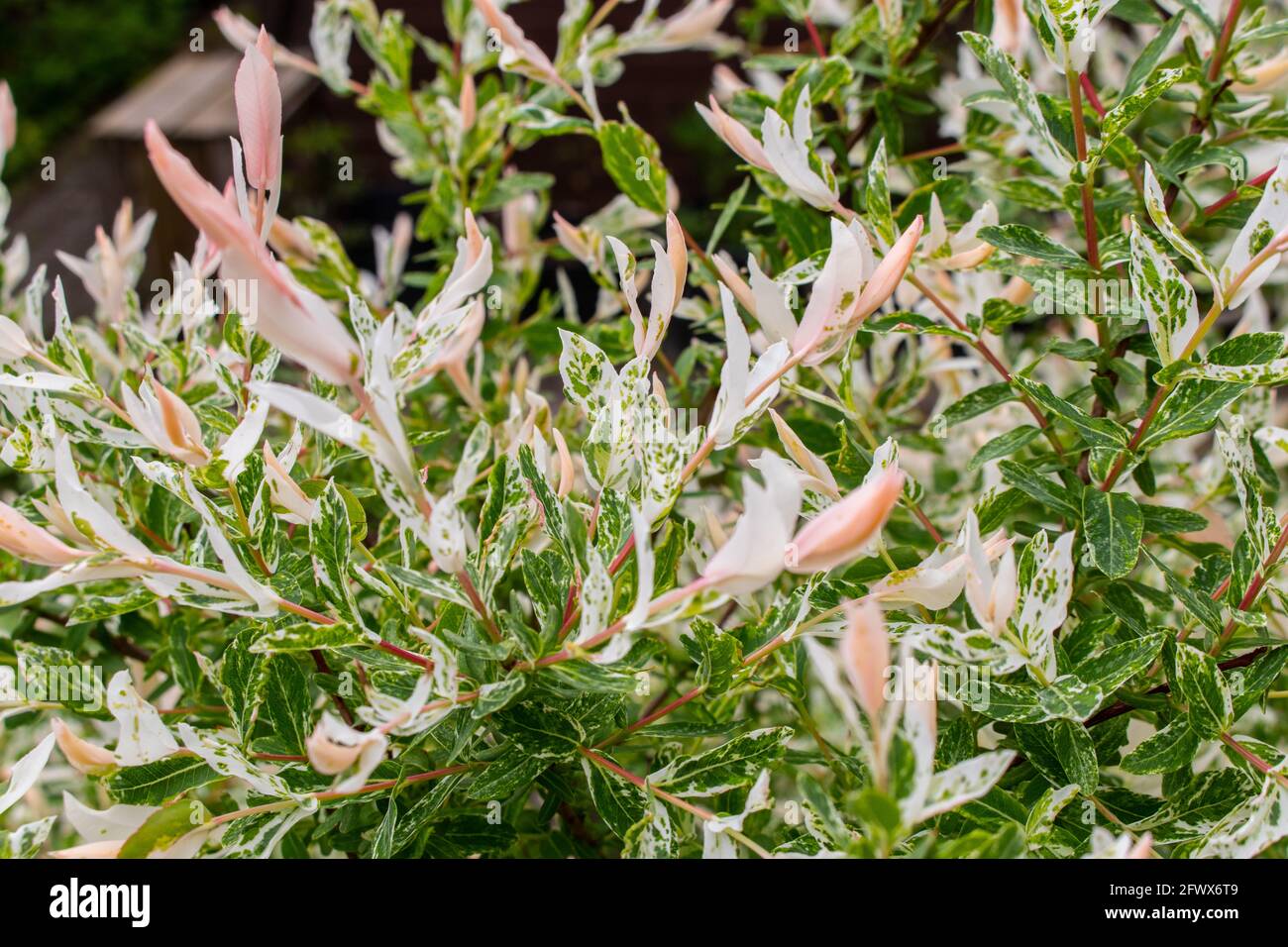 Salix integra 'hakuro nishiki' hi-res stock photography and images - Alamy