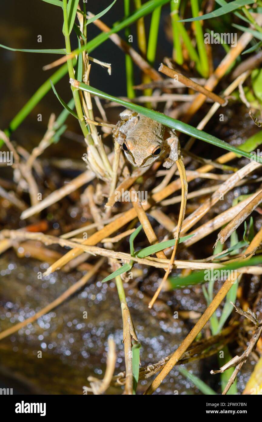 Pacific Tree Frog In Baja California Oasis Stock Photo - Alamy