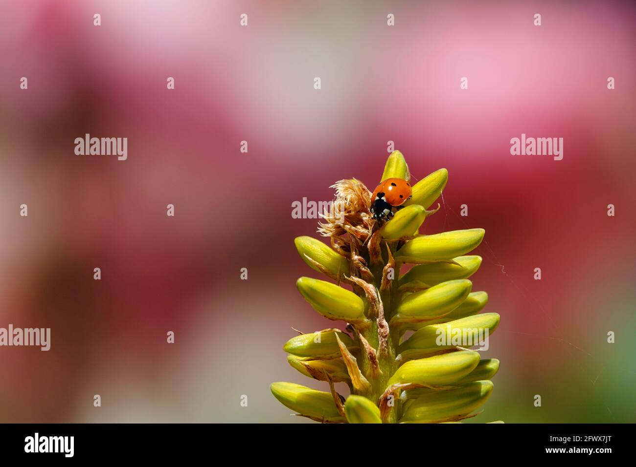 Red ladybug on aloe vera flowers Stock Photo - Alamy