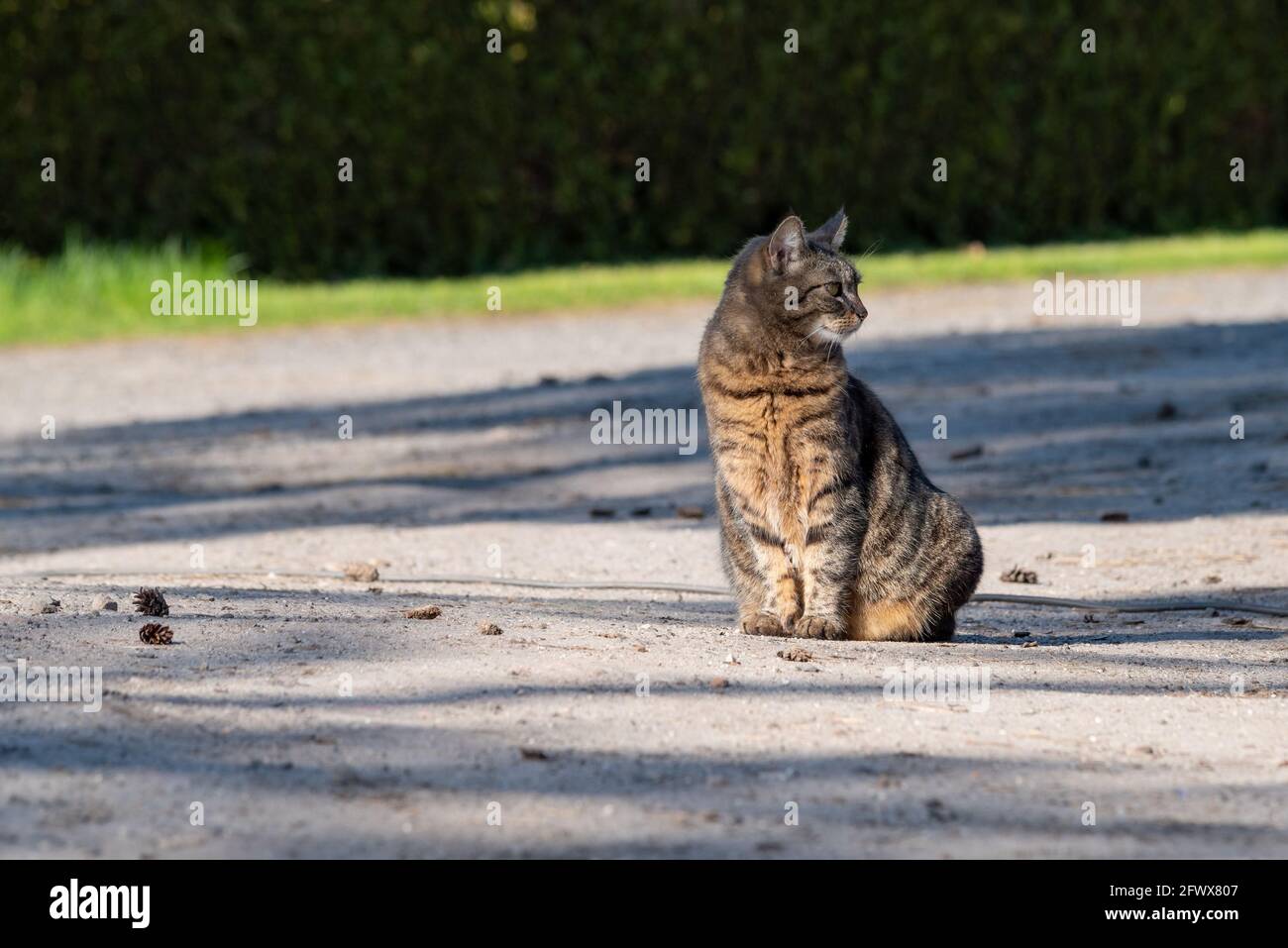 Selective focus of a beautiful furry brown stray cat sitting on the ...