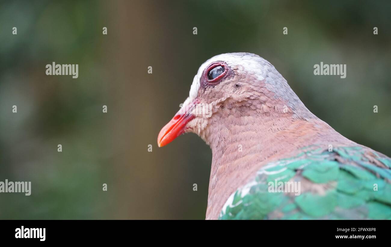 Pomba rola hi-res stock photography and images - Alamy