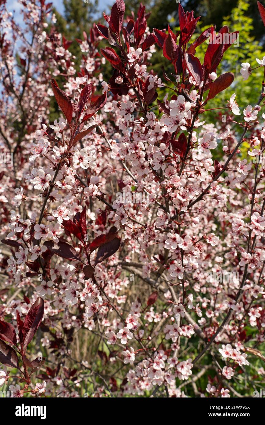 Purple Leaf Sand Cherry, (Prunus x cistena) Flowering Stock Photo - Alamy
