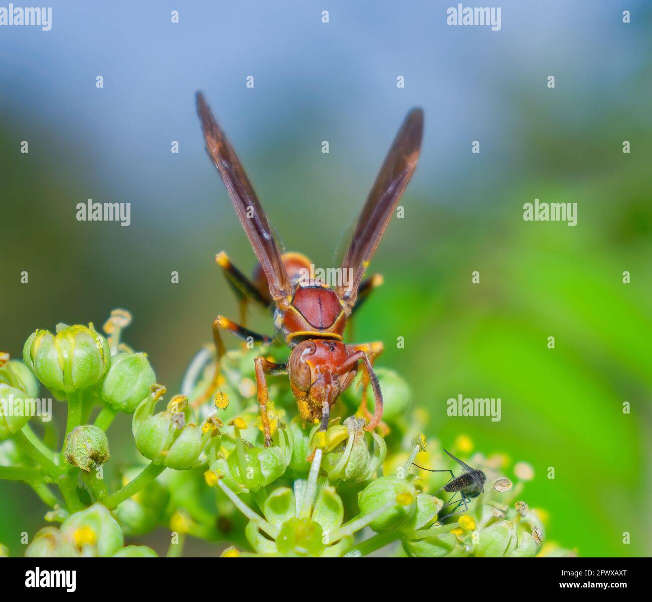 Wasp Vespidae Close Up Head High Resolution Stock Photography and ...