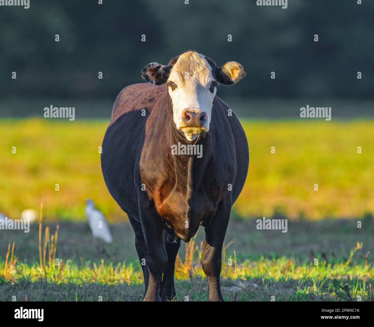Angus cattle florida hi-res stock photography and images - Alamy