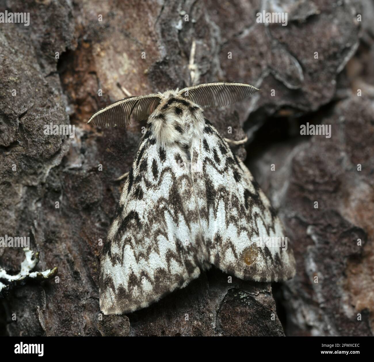 Nun moth, Lymantria monacha resting on pine bark, this moth can be a ...