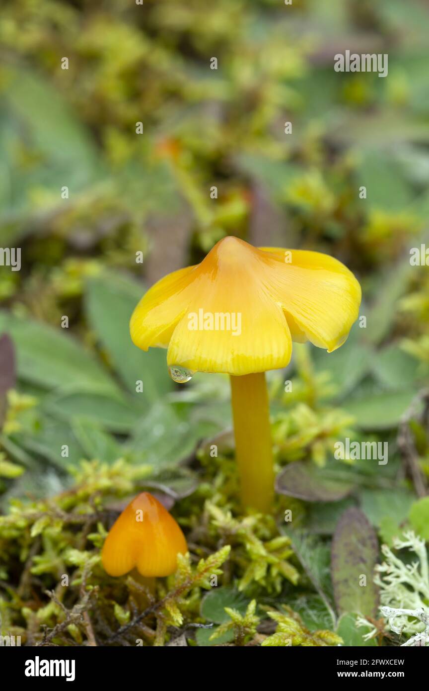 Wax cap fungi hi-res stock photography and images - Alamy