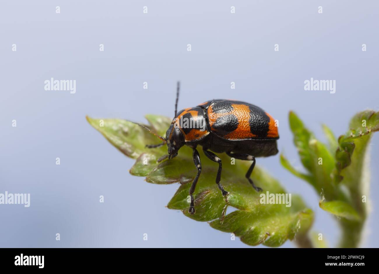 6 spotted pot beetle hi-res stock photography and images - Alamy