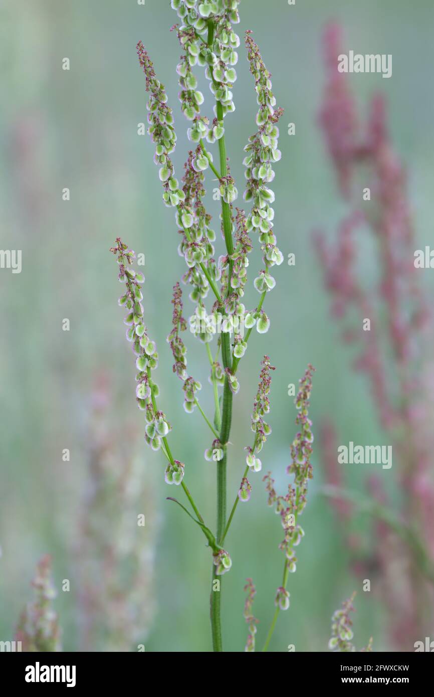 Closeup of red sorrel, Rumex acetosella Stock Photo - Alamy